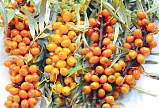 Zahrádkář - časopis pro váš volný čas